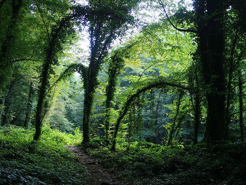 Lagodekhi National Park